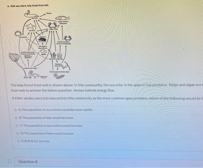 A. With sea otters, kelp forest food web 12 The kelp | Chegg.com