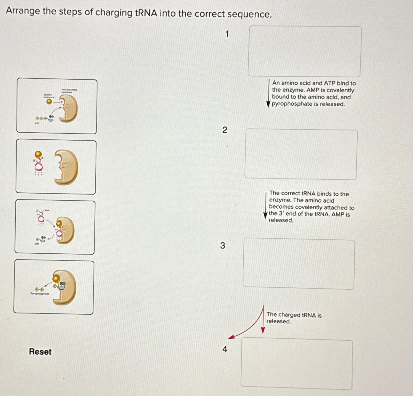 Solved Arrange the steps of charging tRNA into the correct | Chegg.com