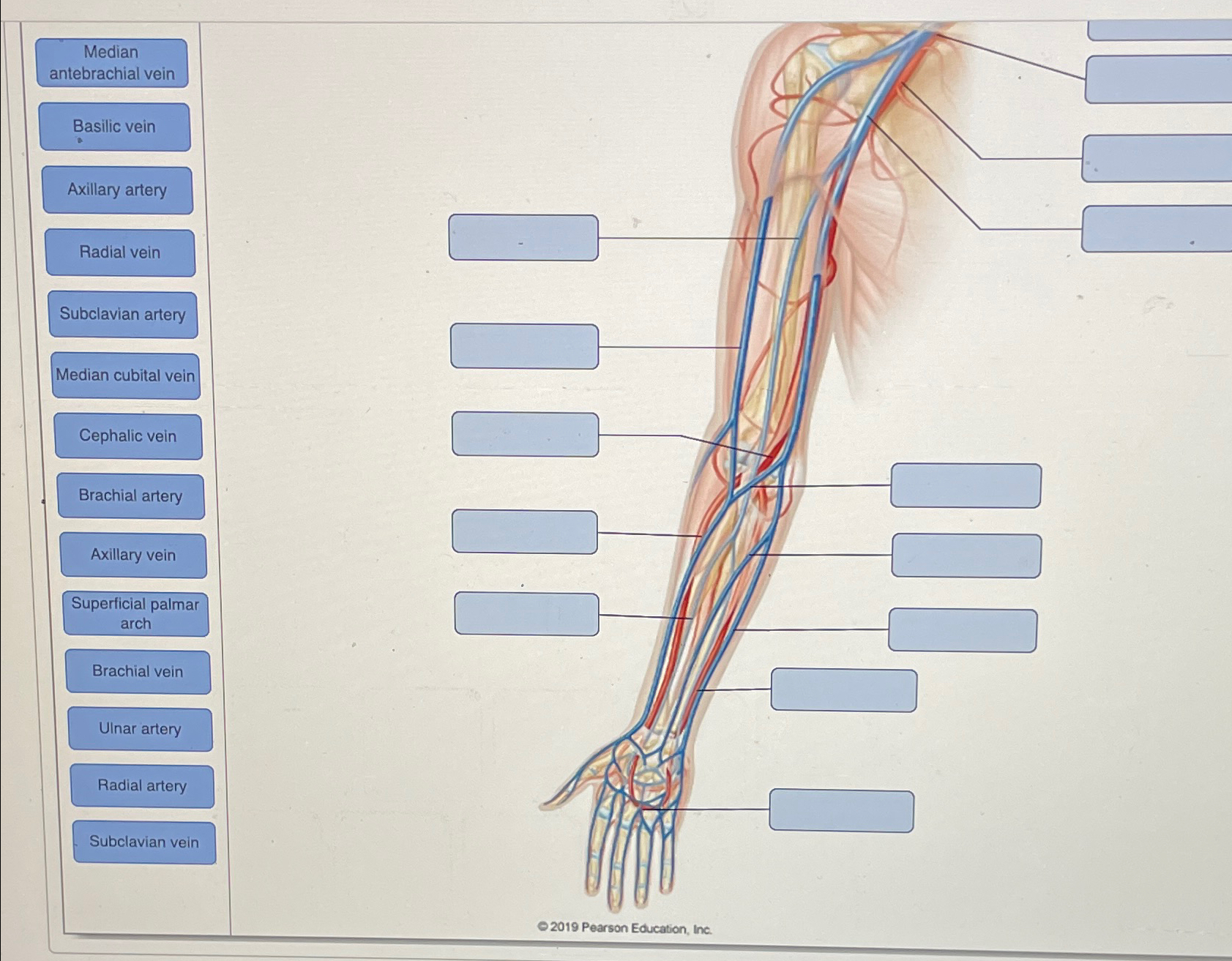 Solved Blood vessels of the upper limb | Chegg.com