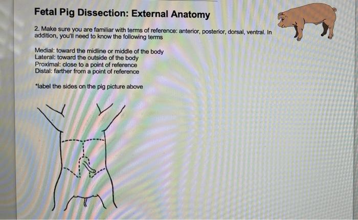 Fetal Pig Dissection External Anatomy