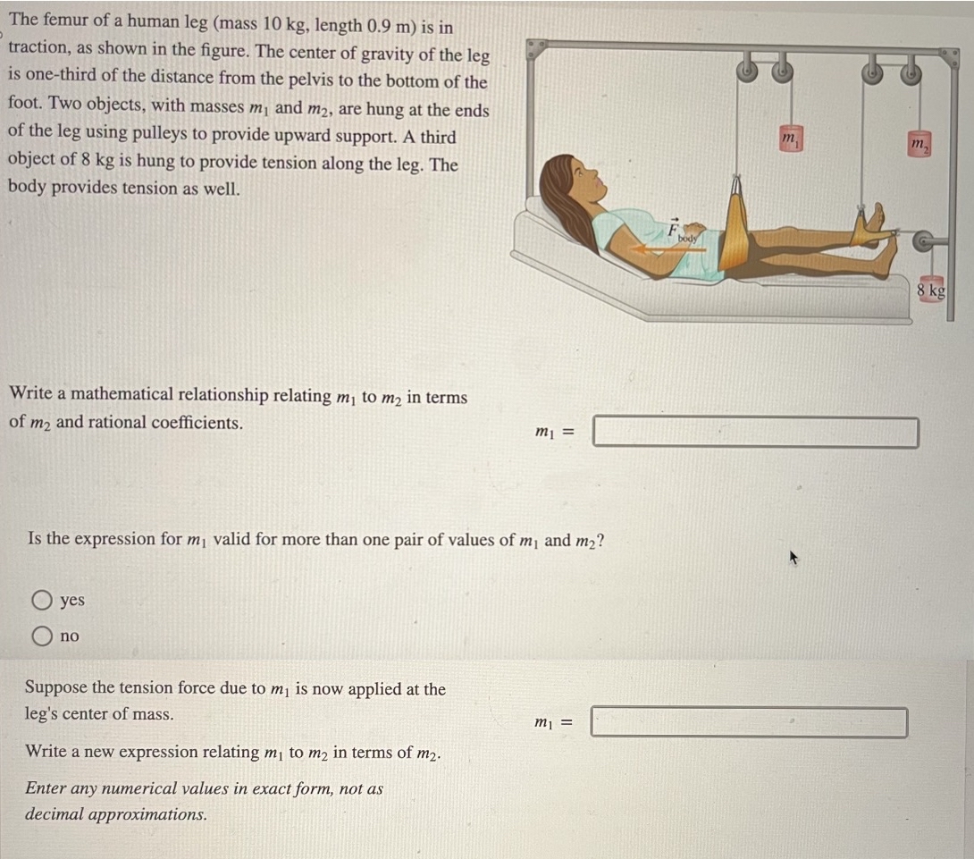 Solved The femur of a human leg (mass 10kg, ﻿length 0.9m ) | Chegg.com