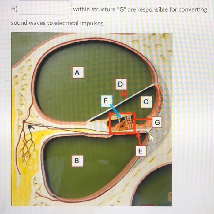 Solved A) What tubular component is labeled as "A"? What is | Chegg.com