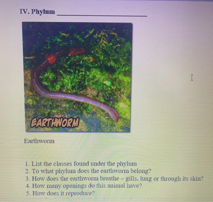 Solved IV. Phylum I EARTHWORM Earthworm 1. List the classes | Chegg.com