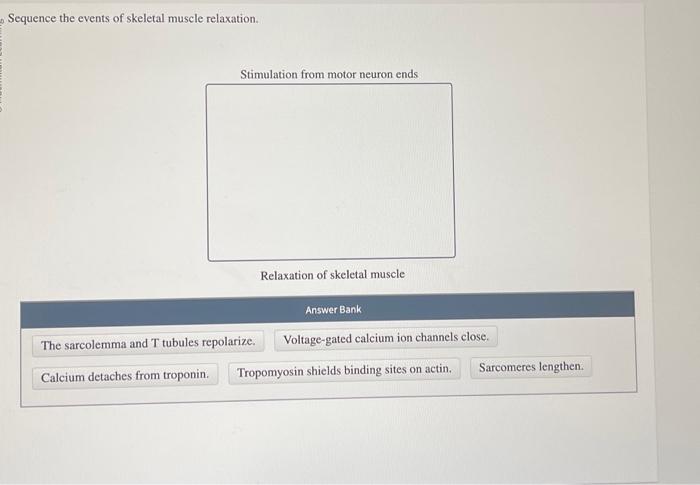 Solved Sequence the events of skeletal muscle relaxation. | Chegg.com