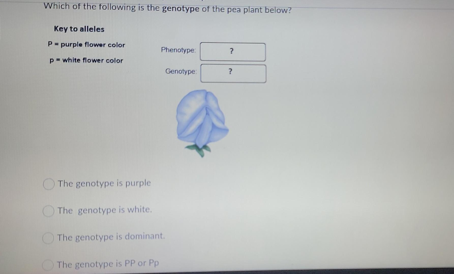 Solved Which of the following is the genotype of the pea | Chegg.com