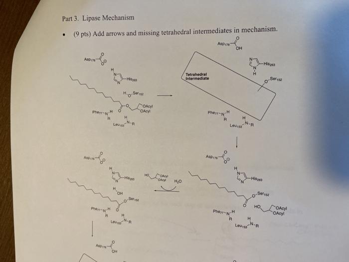Solved Part 3. Lipase Mechanism . 9 pts) Add arrows and | Chegg.com