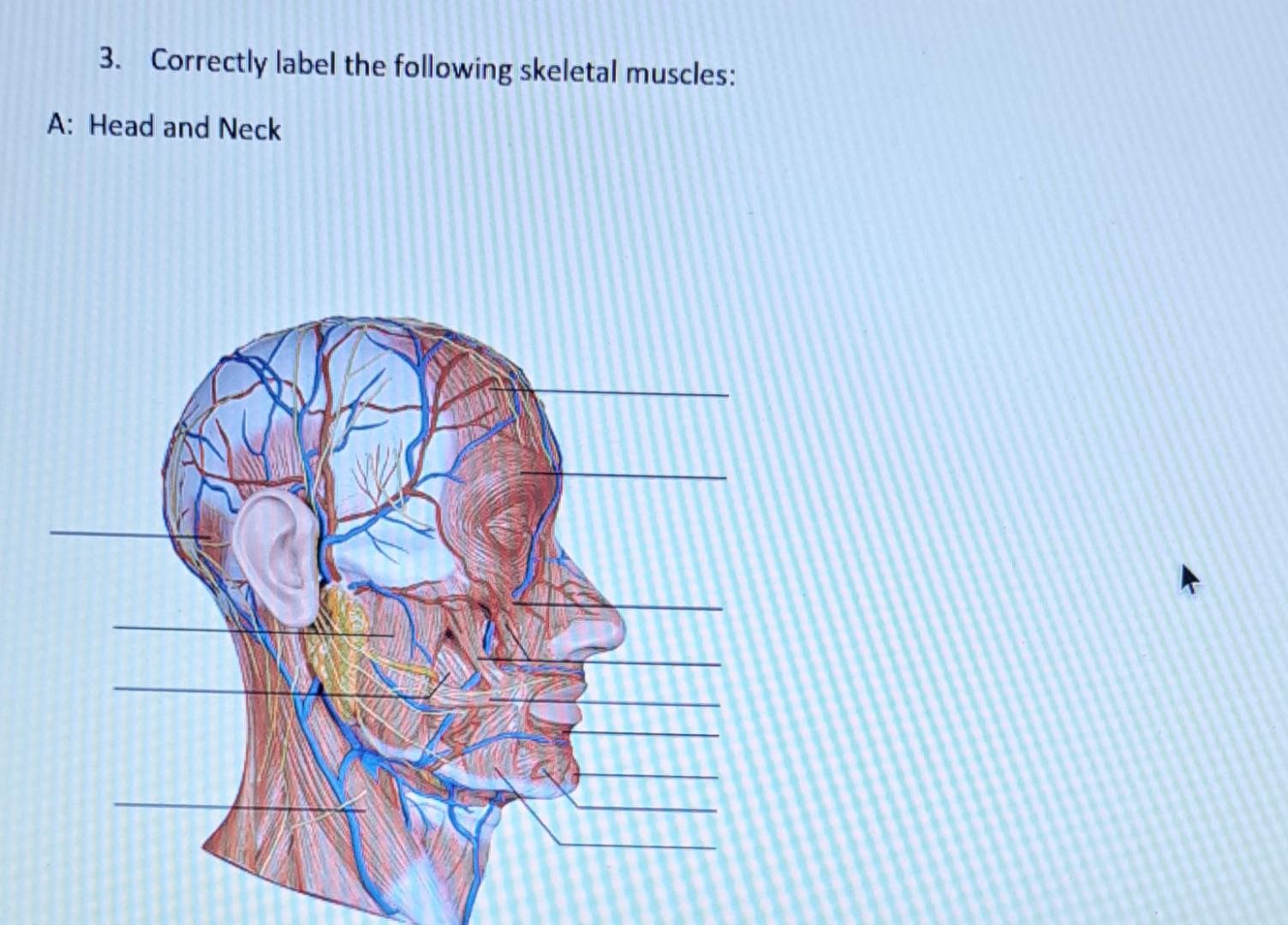 Solved 1. Read Exercise 12 and 13 (muscles of the head, | Chegg.com