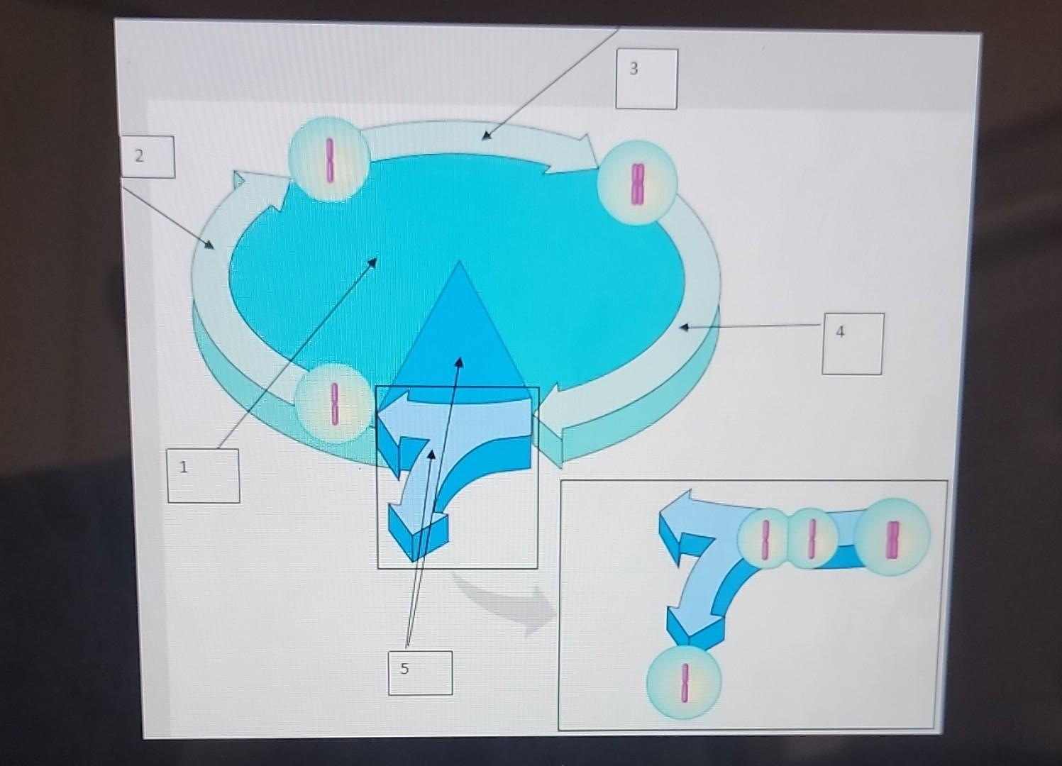 Solved can you label each part of the diagram please | Chegg.com