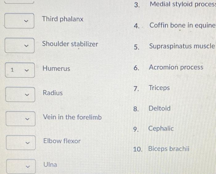 Solved Shoulder flexor 1. Olecranon Fossa Elbow extensor | Chegg.com