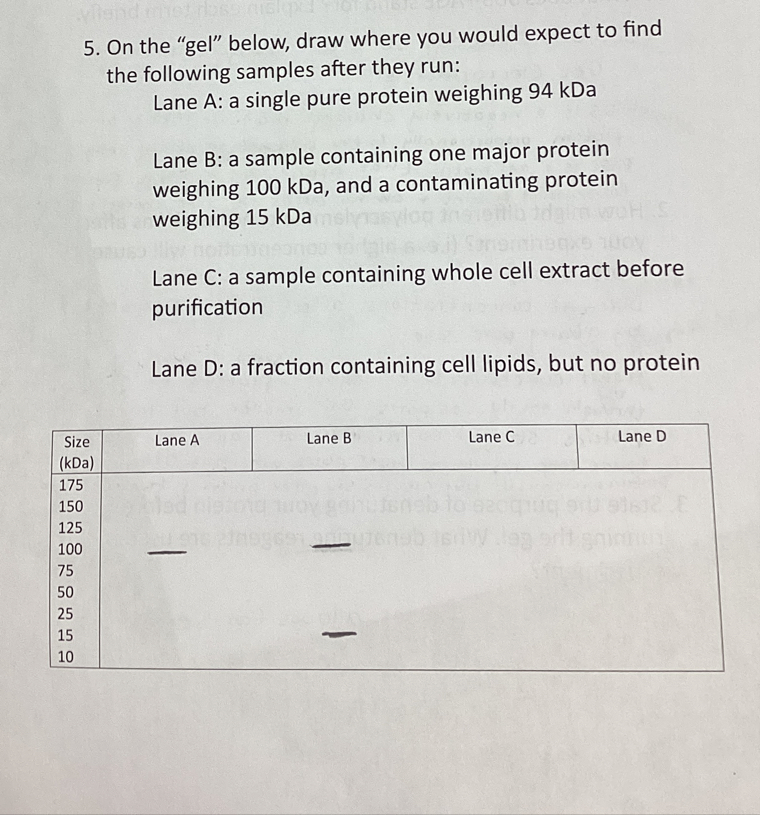 Solved On the "gel" below, draw where you would expect to | Chegg.com