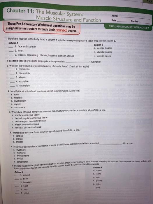 Solved 145 Name: Chapter 11: The Muscular System: Muscle | Chegg.com