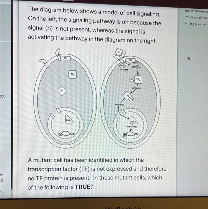 Solved The diagram below shows a model of cell signaling. On | Chegg.com