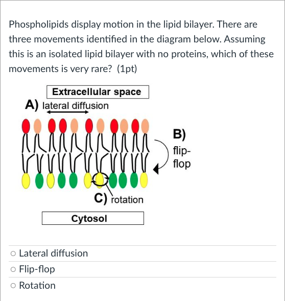Solved Phospholipids display motion in the lipid bilayer. | Chegg.com