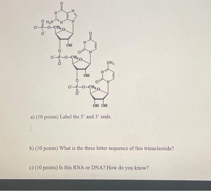 Solved Label the 5' and 3' ends.What is the three letter | Chegg.com