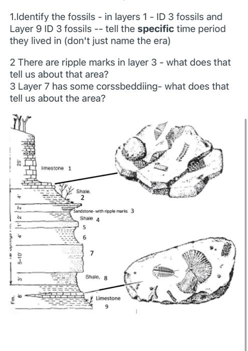 Solved 1.Identify the fossils - in layers 1 - ID 3 fossils | Chegg.com