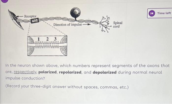 Solved In the neuron shown above, which numbers represent | Chegg.com