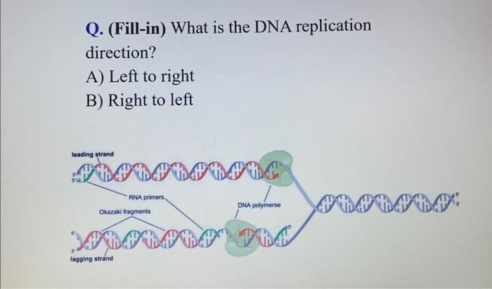 Solved Q. (Fill-in) What is the DNA replication direction? | Chegg.com