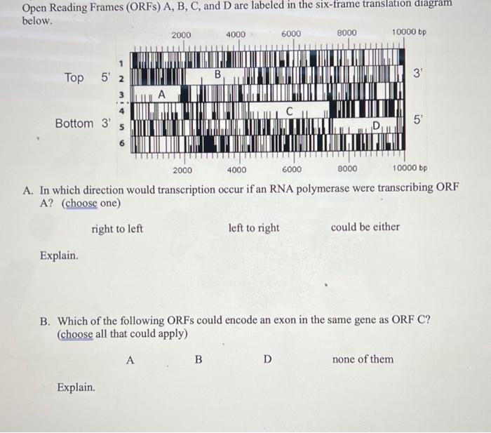 Solved Open Reading Frames (ORFs) A, B, C, and D are labeled | Chegg.com