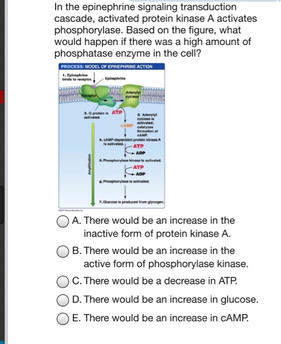 Solved In the epinephrine signaling transduction cascade, | Chegg.com