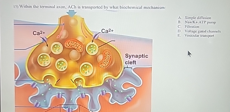 Solved Within the terminal axon, ACh is transported by what | Chegg.com