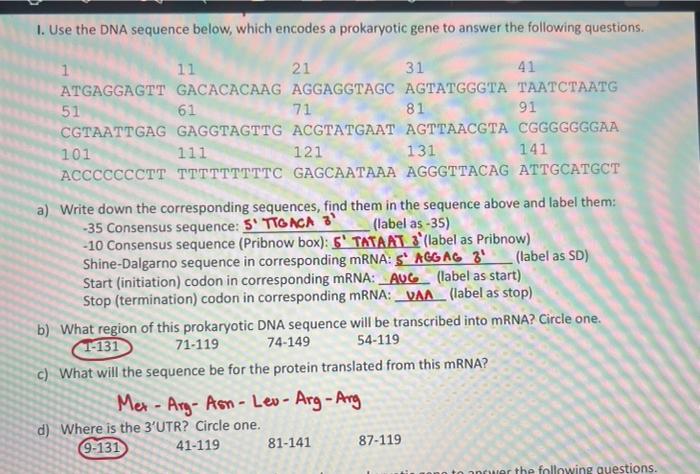 Solved I. Use the DNA sequence below, which encodes a | Chegg.com