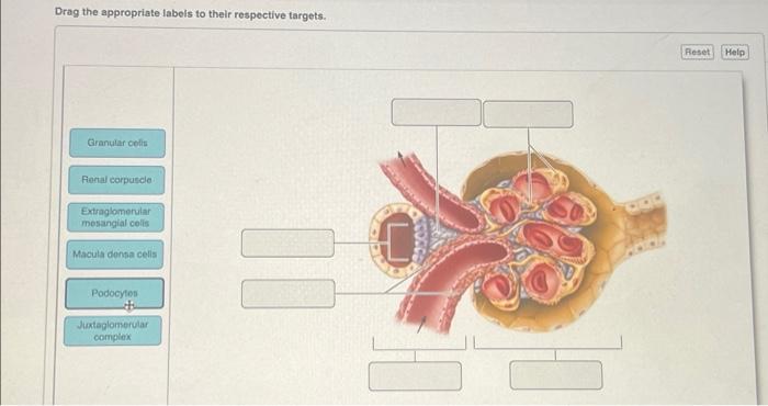 Solved Drag the appropriate labels to their respective | Chegg.com