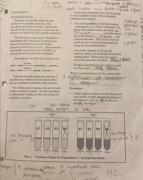 Solved EXPERIMENT I (3) Staich stach twater glucose t | Chegg.com