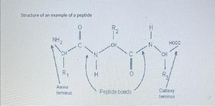 Structure of an example of an oligosaccharide | Chegg.com