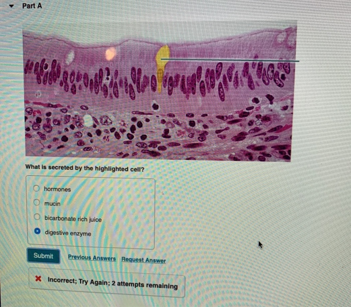 Solved Part A 9:49 What is secreted by the highlighted cell? | Chegg.com