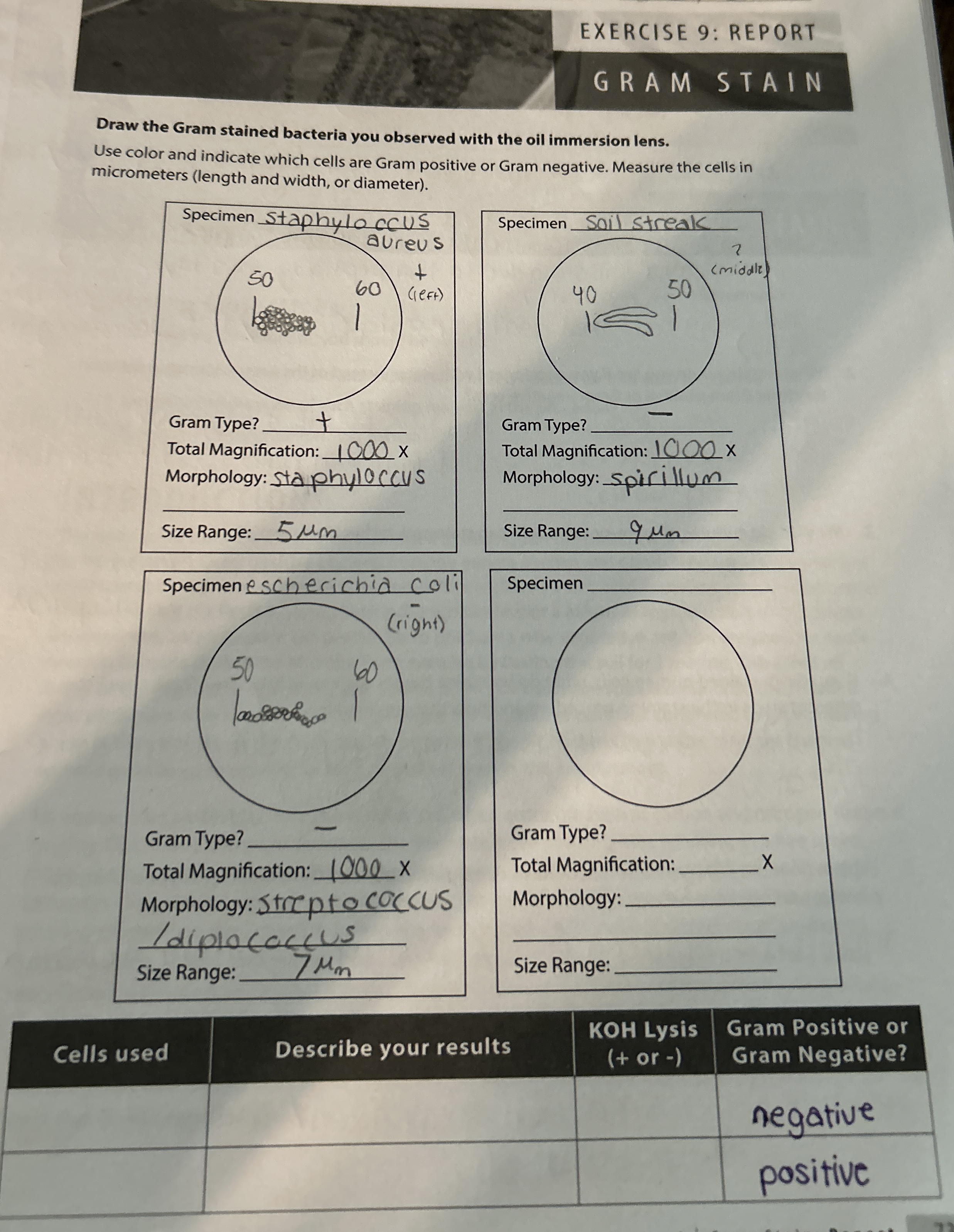 Solved EXERCISE 9: REPORTGRAM STAINDraw the Gram stained | Chegg.com