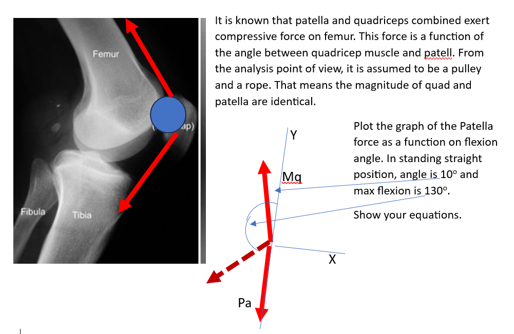Solved It is known that patella and quadriceps combined | Chegg.com