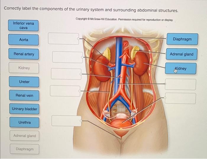 Solved Correctly label the components of the urinary system | Chegg.com