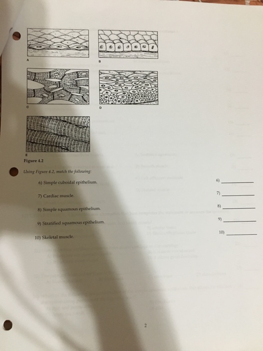 Solved Figure 4.2 Using Figure 4.2, match the following: 6) | Chegg.com
