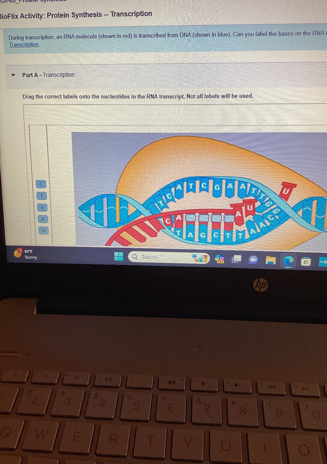 Solved SioFlix Activity: Protein Synthesis - | Chegg.com