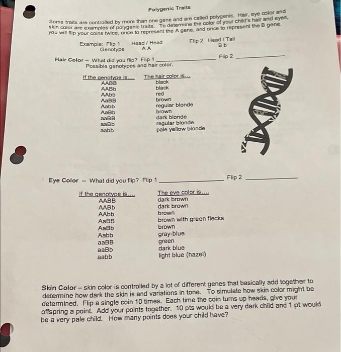 Solved Human Variation Lab Name: Have you ever wondered why | Chegg.com
