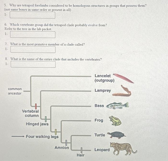 Solved 5. Why are tetrapod forelimbs considered to be | Chegg.com