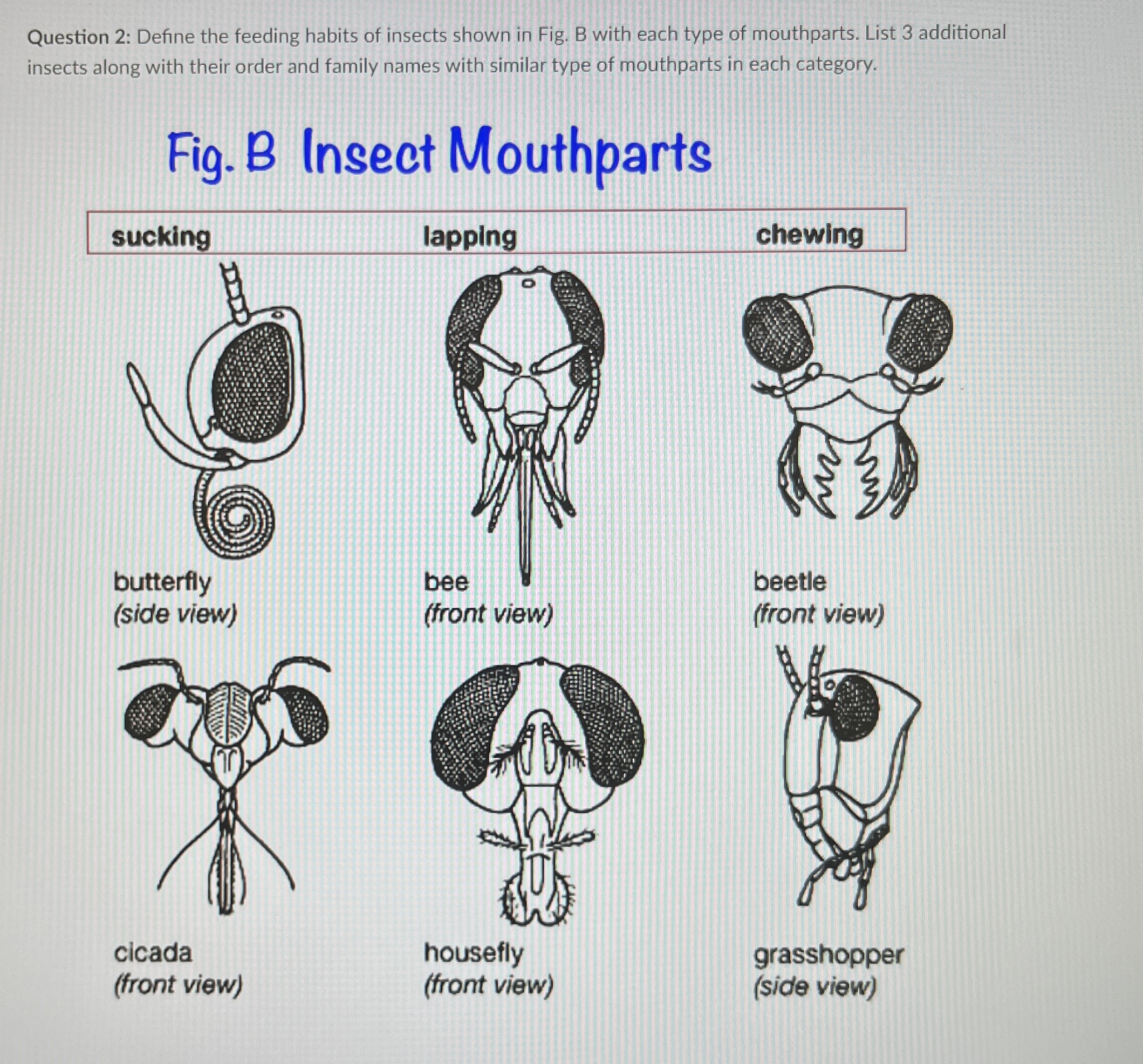Solved Question 2: Define the feeding habits of insects | Chegg.com