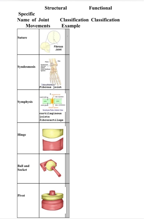 Solved Structural Functional Specific Classification | Chegg.com