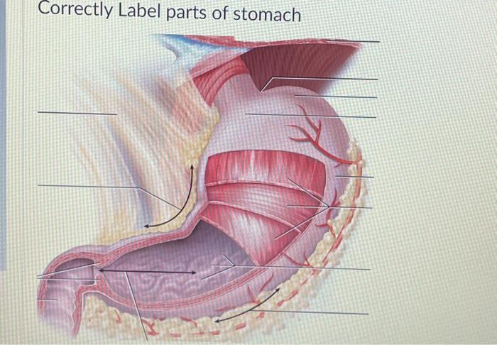 Solved Correctly Label parts of stomach | Chegg.com
