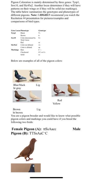 Pigeon Coloration is mainly determined by three | Chegg.com