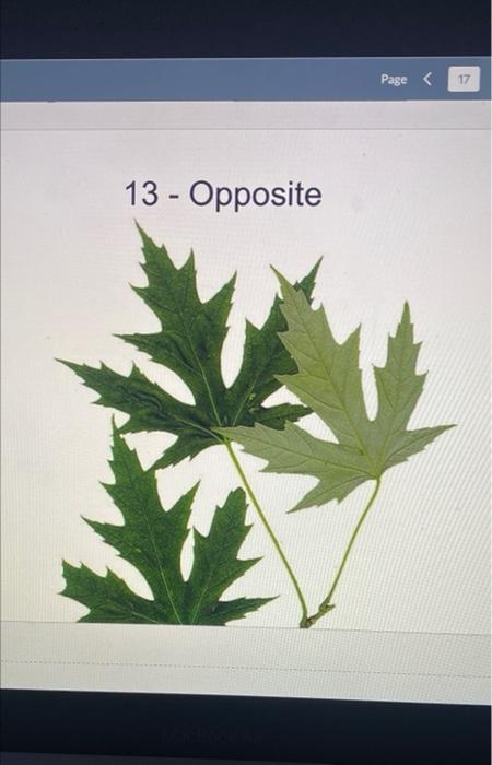 Solved Plant Biology , Leaf Anatomy (Leaf Identification) | Chegg.com