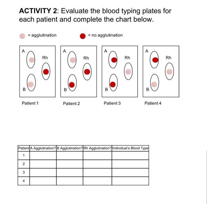 Solved ACTIVITY 2: Evaluate the blood typing plates for each | Chegg.com