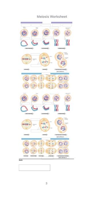 Meiosis Worksheet H1 e 1 Meiosis Worksheet II no 1 | Chegg.com