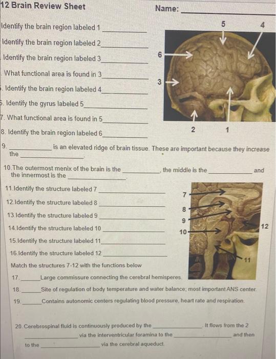 Solved 12 Brain Review Sheet Name: Identify the brain region | Chegg.com