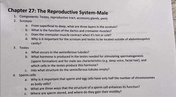 Solved Chapter 27: The Reproductive System-Male 1. | Chegg.com