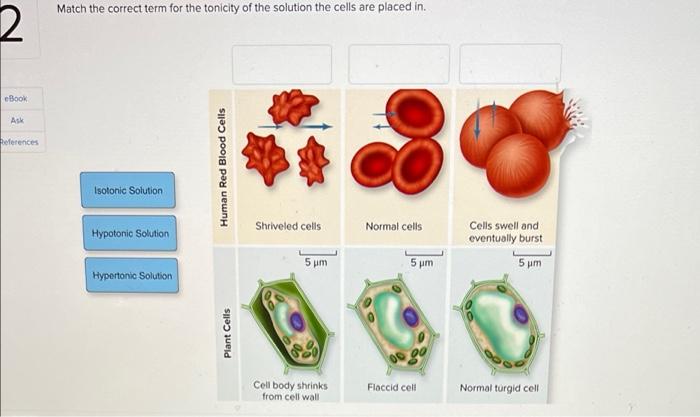 Solved Match the correct term for the tonicity of the | Chegg.com