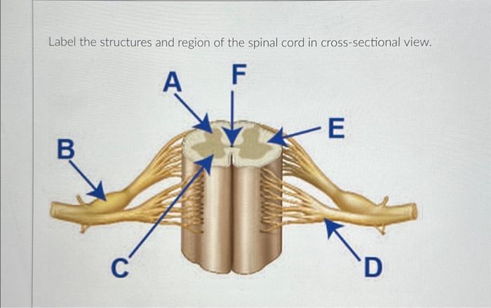 Solved Label the structures and region of the spinal cord in | Chegg.com Solved Label the structures and region of the spinal cord in | Chegg.com