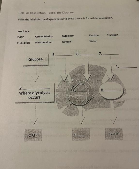 Solved Cellular Respiration - Label the Diagram Fill in the | Chegg.com