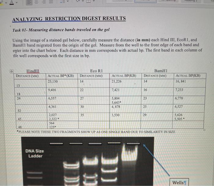 = IH ANALYZING RESTRICTION DIGEST RESULTS Task #1- | Chegg.com