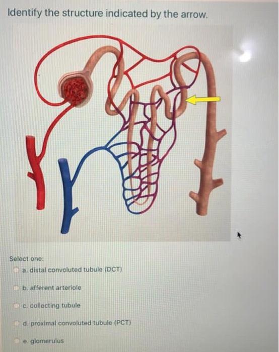 Solved Identify the indicated structure. Select one: a. | Chegg.com